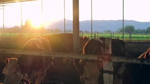 In Turkey, middle east countries, cow ca... | Stock Video | Pond5