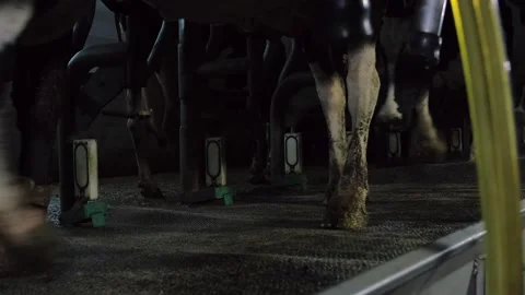 In Turkey, middle east countries, cow ca... | Stock Video | Pond5