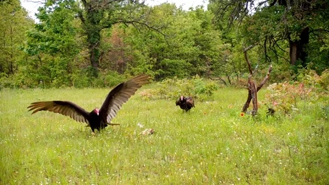 Dead Turkey Stock Videos – Royalty-Free HD & 4K Videos | Pond5