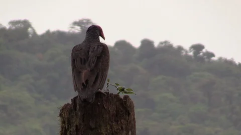 Turkey Vulture Buzzard Silhouette Backli... | Stock Video | Pond5