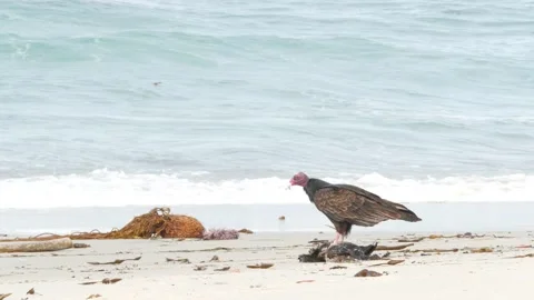 Dead Turkey Stock Videos – Royalty-Free HD & 4K Videos | Page 3