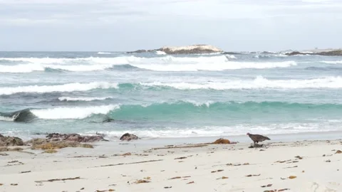 Dead Turkey Stock Videos – Royalty-Free HD & 4K Videos | Page 3