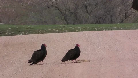 Roadkill Stock Video Footage | Royalty Free Roadkill Videos | Pond5