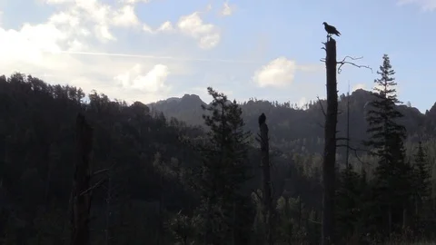 Dead Turkey Stock Videos – Royalty-Free HD & 4K Videos | Page 2