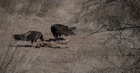 Turkey Vulture Eating Stock Video Footage | Royalty Free Turkey Vulture ...