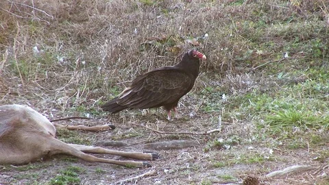 Dead Turkey Stock Videos – Royalty-Free HD & 4K Videos | Page 3