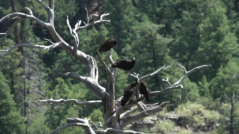 Dead Turkey Stock Videos – Royalty-Free HD & 4K Videos | Page 3