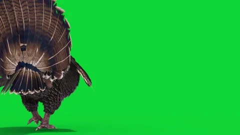 Turkey Walks Green Screen Back Animals 3... | Stock Video | Pond5