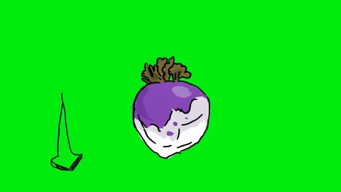 Turnip - Hand Drawn - Green Screen | Stock Video | Pond5