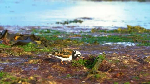 Search Fo Stock Videos – Royalty-Free HD & 4K Videos | Pond5