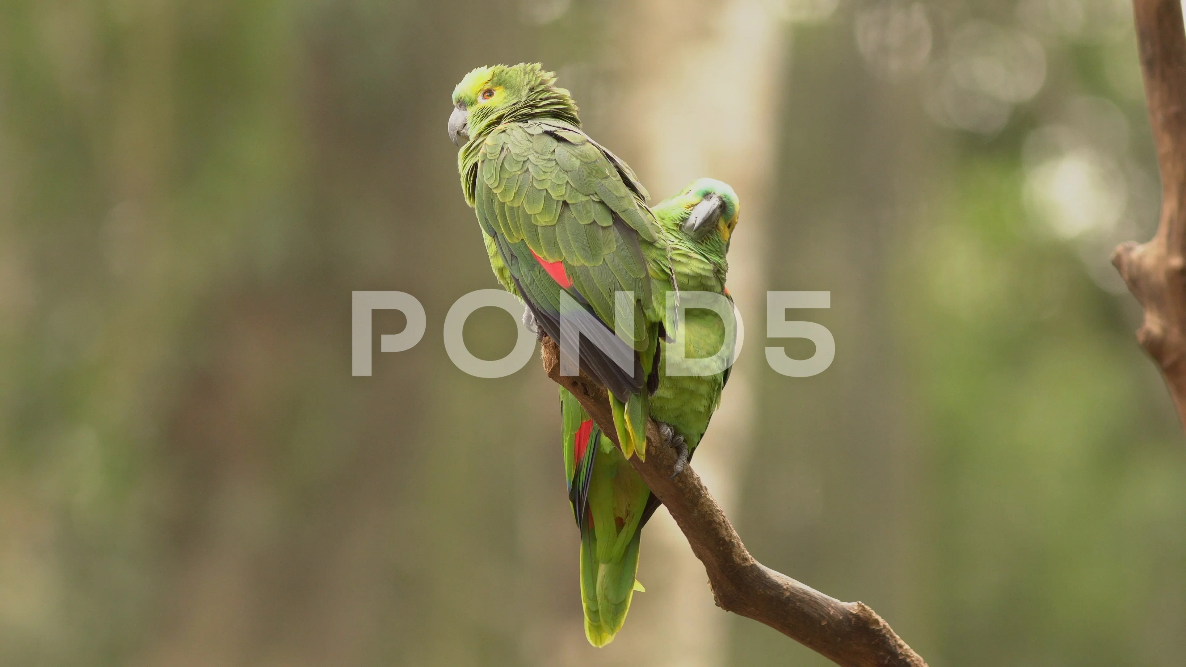 Yellow Headed Amazon Flying