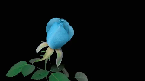 Turquoise pale blue rose bloom on a blac... | Stock Video | Pond5