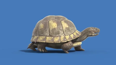 Turtle Green Screen Stock Video Footage | Royalty Free Turtle Green ...