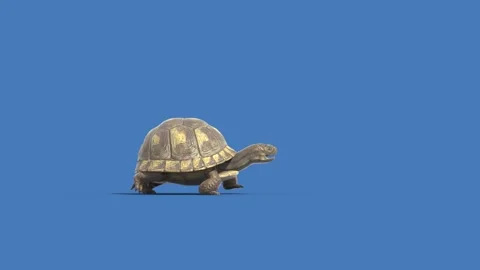 Turtle Blue Screen Walks Side Animals 3D... | Stock Video | Pond5