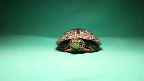 Pet Reptiles Stock Video Footage | Royalty Free Pet Reptiles Videos | Pond5