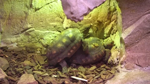 Turtle Mating Stock Footage ~ Royalty Free Stock Videos | Pond5