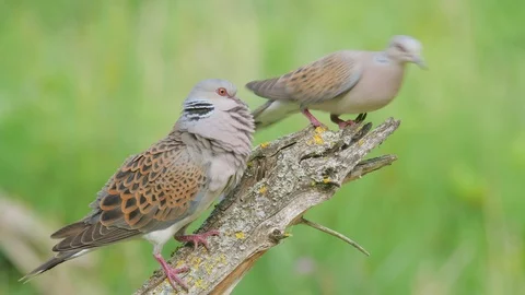 Dove Slow Motion Stock Footage ~ Royalty Free Stock Videos | Pond5