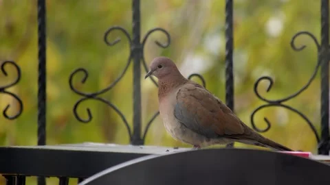 turtle-dove bird sitting on table, close... | Stock Video | Pond5