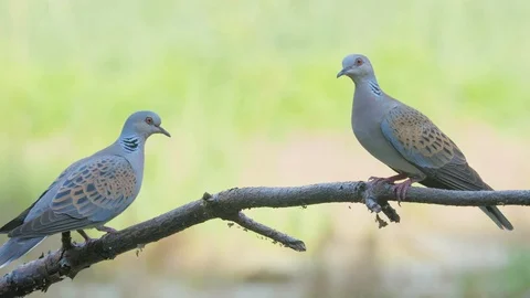 Turtle dove. Couple of the birds on a tr... | Stock Video | Pond5