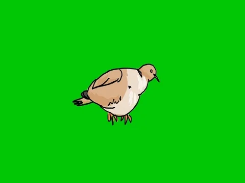 turtle-dove - Hand Drawn - Green Screen ... | Stock Video | Pond5