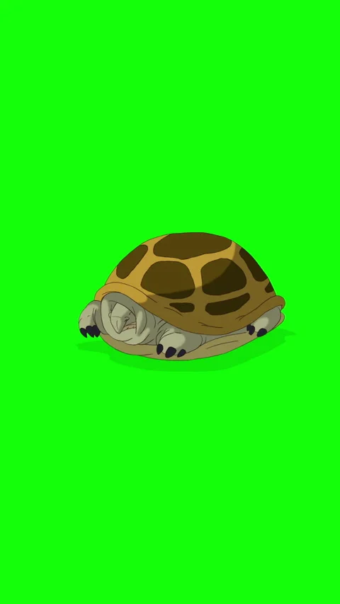 Turtle on Green Screen Background. 2D an... | Stock Video | Pond5