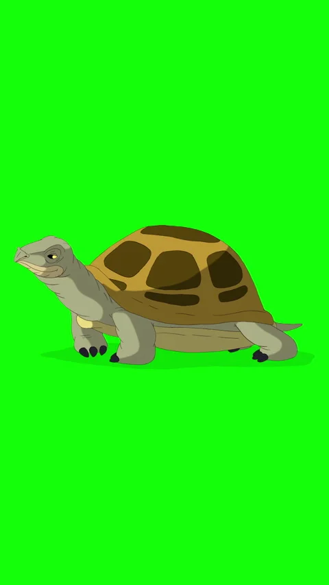 Turtle on Green Screen Background. 2D an... | Stock Video | Pond5