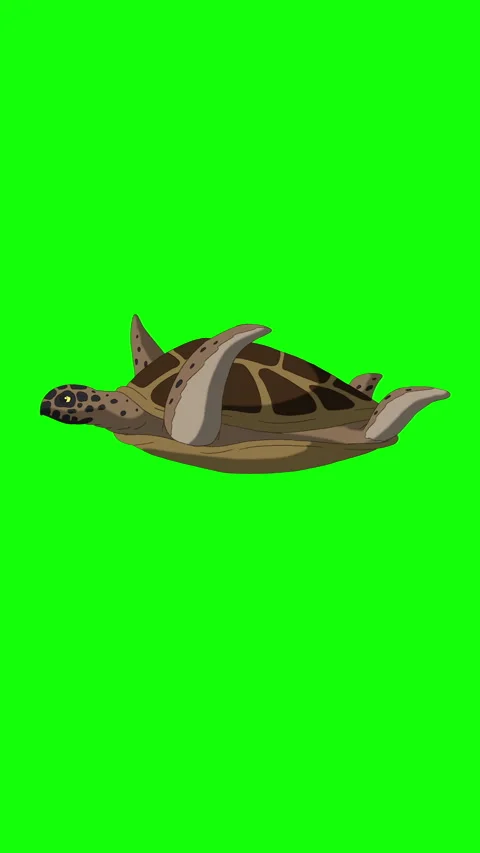Turtle on Green Screen Background. 2D an... | Stock Video | Pond5