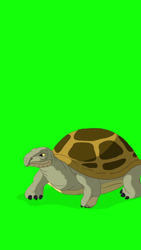Turtle Green Screen Stock Videos – Royalty-Free HD & 4K Videos
