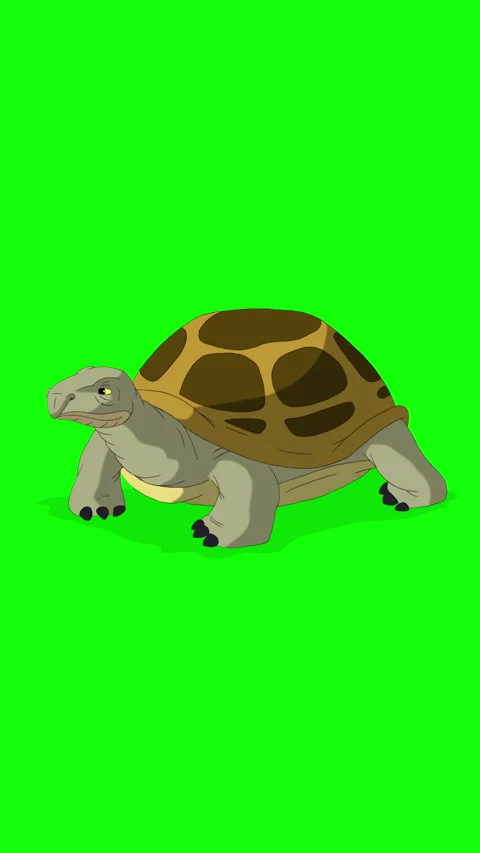 Turtle on Green Screen Background. 2D an... | Stock Video | Pond5