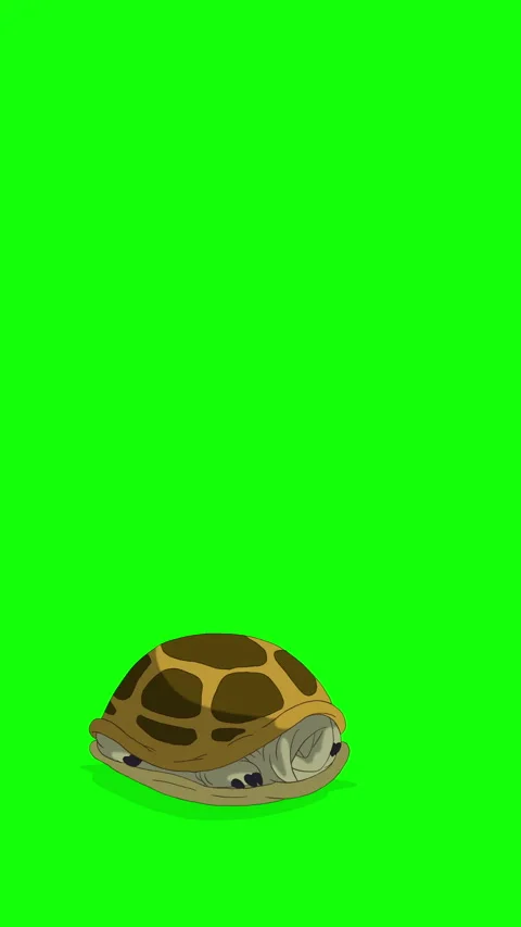 Turtle Green Screen Stock Videos – Royalty-Free HD & 4K Videos
