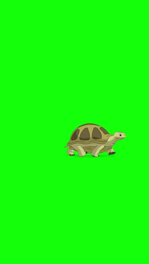 Turtle on Green Screen Background. 2D an... | Stock Video | Pond5