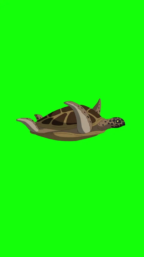 Turtle on Green Screen Background. 2D an... | Stock Video | Pond5