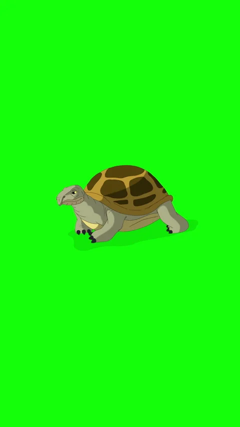 Turtle on Green Screen Background. 2D an... | Stock Video | Pond5