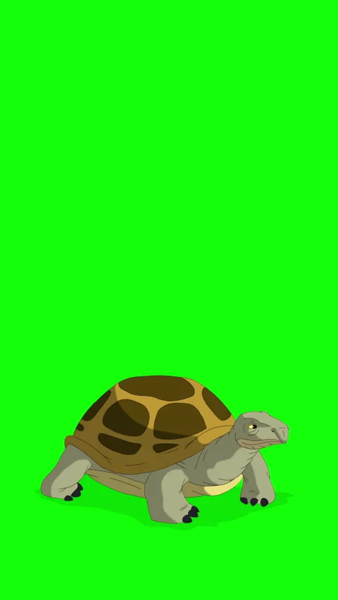 Turtle on Green Screen Background. 2D an... | Stock Video | Pond5