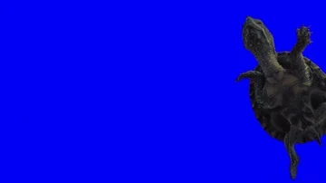 Turtle Green Screen Stock Videos – Royalty-Free HD & 4K Videos