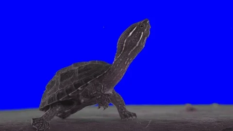 Turtle Green Screen Stock Videos – Royalty-Free HD & 4K Videos