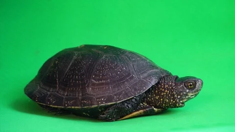 Turtle Green Screen Stock Videos – Royalty-Free HD & 4K Videos