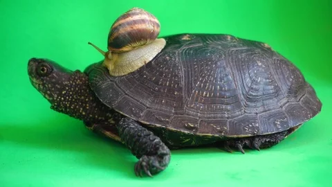 Turtle Green Screen Stock Video Footage | Royalty Free Turtle Green ...