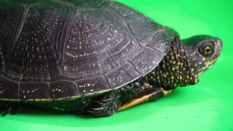 Turtle on the green screen | Stock Video | Pond5