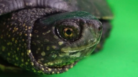 Turtle Green Screen Stock Video Footage | Royalty Free Turtle Green ...