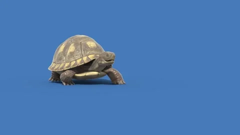 Turtle Green Screen Walks Animals 3D Ren... | Stock Video | Pond5
