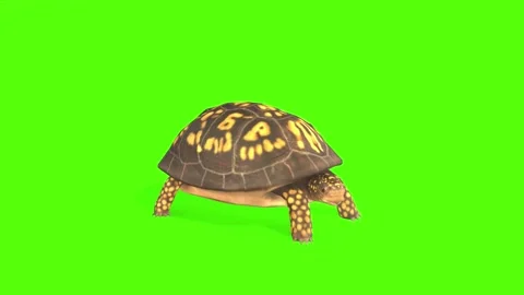 Turtle Hide Green Screen Animation 4K Re... | Stock Video | Pond5