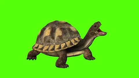 Turtle Green Screen Stock Video Footage | Royalty Free Turtle Green ...