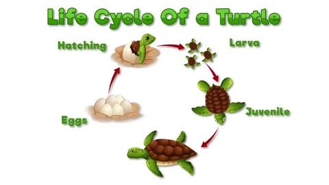 Turtle Life Cycle Animation | Stock Video | Pond5