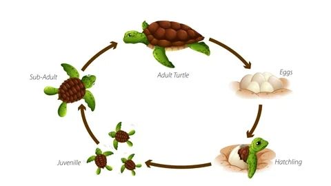Turtle Life Cycle Diagram Animation | Stock Video | Pond5