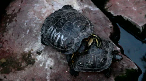 Turtle Mating Stock Footage ~ Royalty Free Stock Videos | Pond5