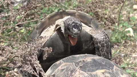 Turtle Mating Stock Footage ~ Royalty Free Stock Videos | Pond5