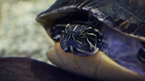 Turtle move head in Danuri aquarium, Sou... | Stock Video | Pond5