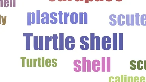 Animated Turtle Stock Footage ~ Royalty Free Stock Videos | Pond5