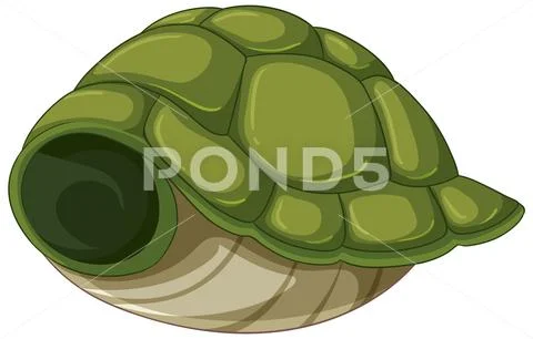 Turtle Shell Vector Illustration ~ Clip Art #276218499